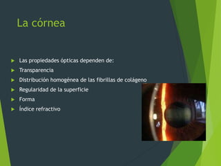 La cornea y sus alteraciones | PPTX