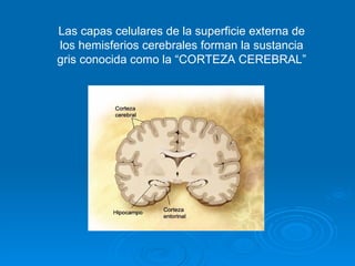 UTPL_Psicologia_La_Corteza_Cerebral | PPT
