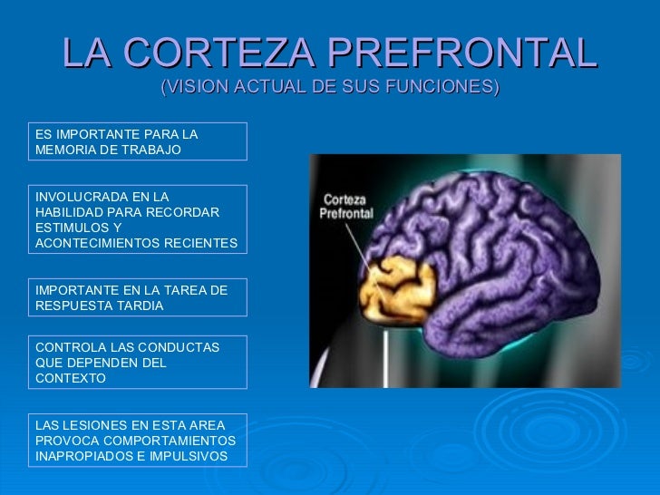 La Corteza Cerebral