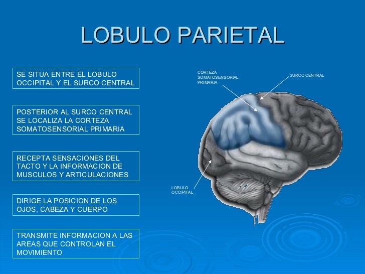 La Corteza Cerebral