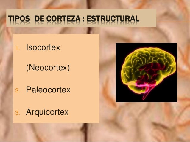 La corteza cerebral