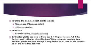 Methods of lac culture and important of shellac.pptx