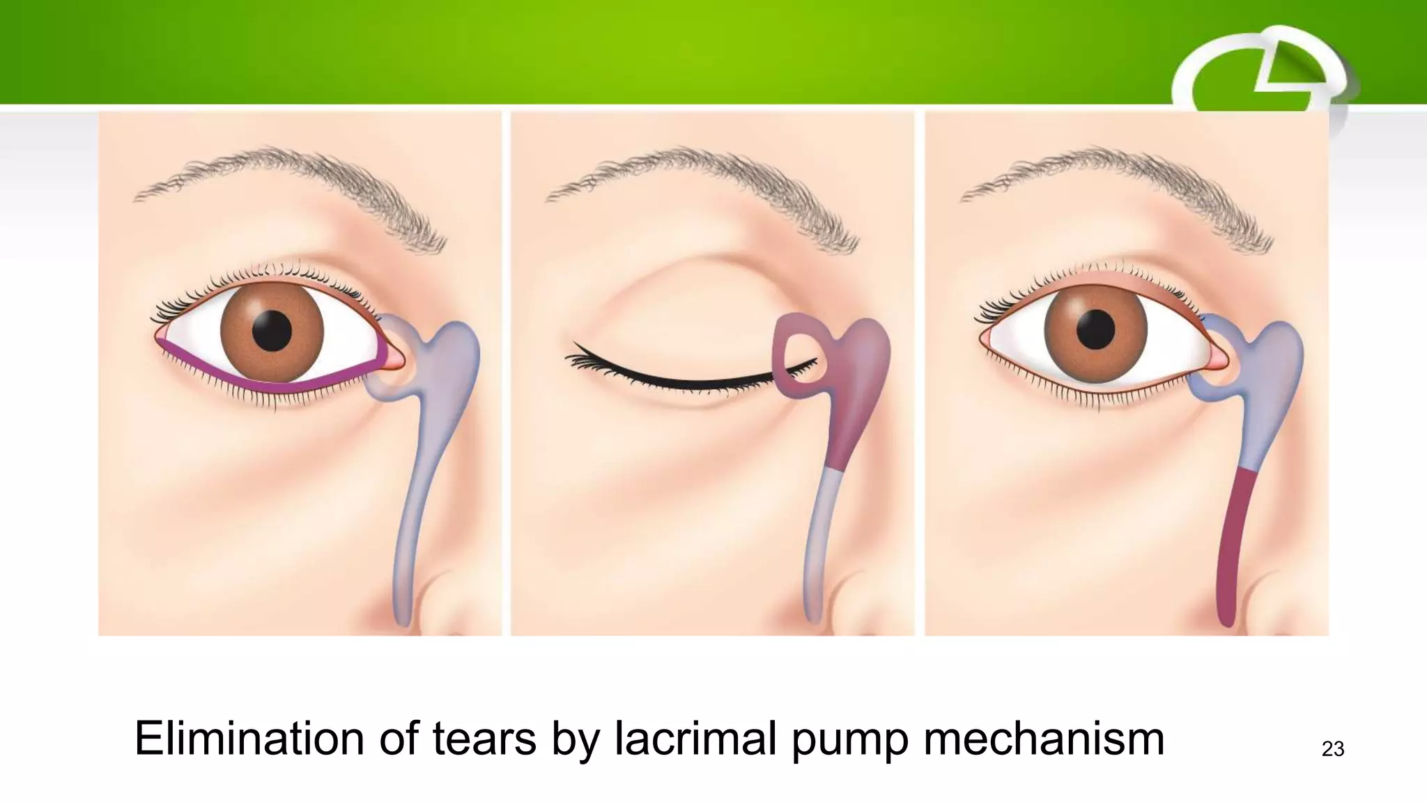 Lacrimal system ppt. | PPT