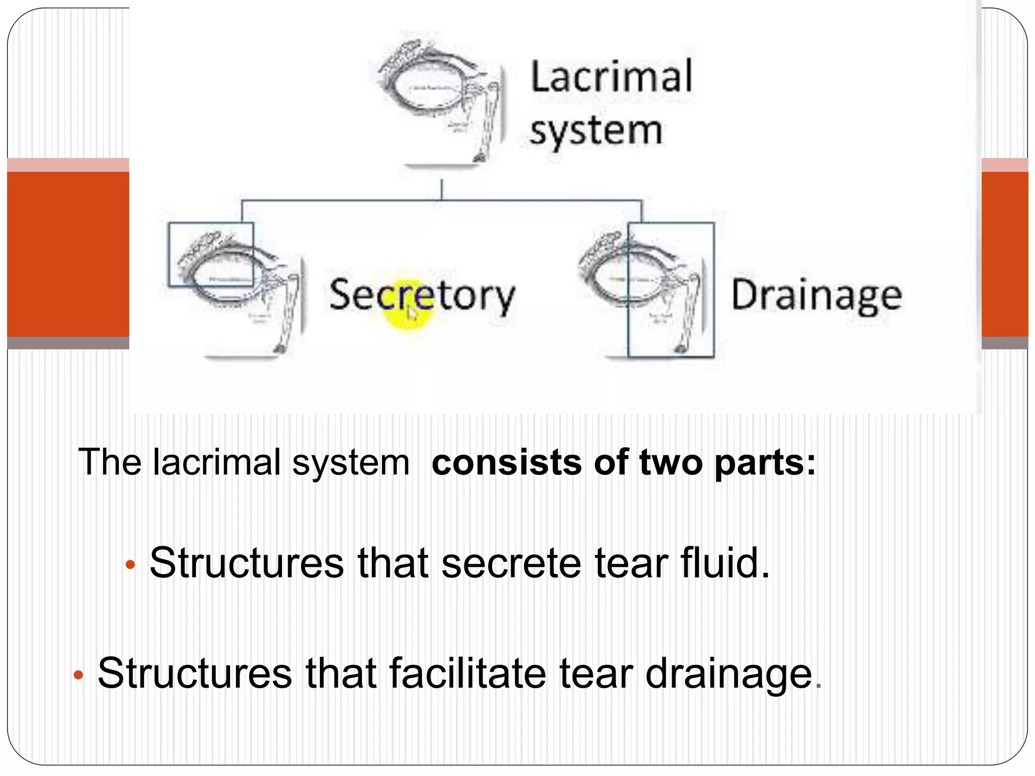 Lacrimal System for undergraduate | PPTX