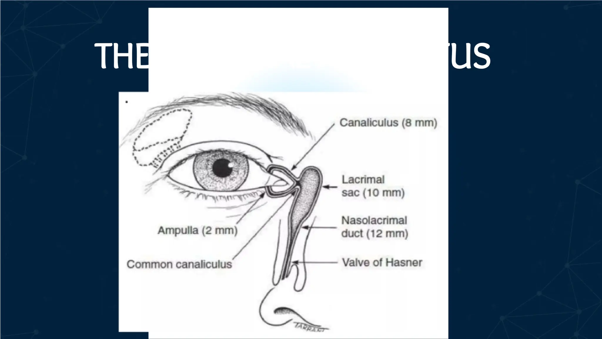 Anatomy of lacrimal apparatus.......pptx