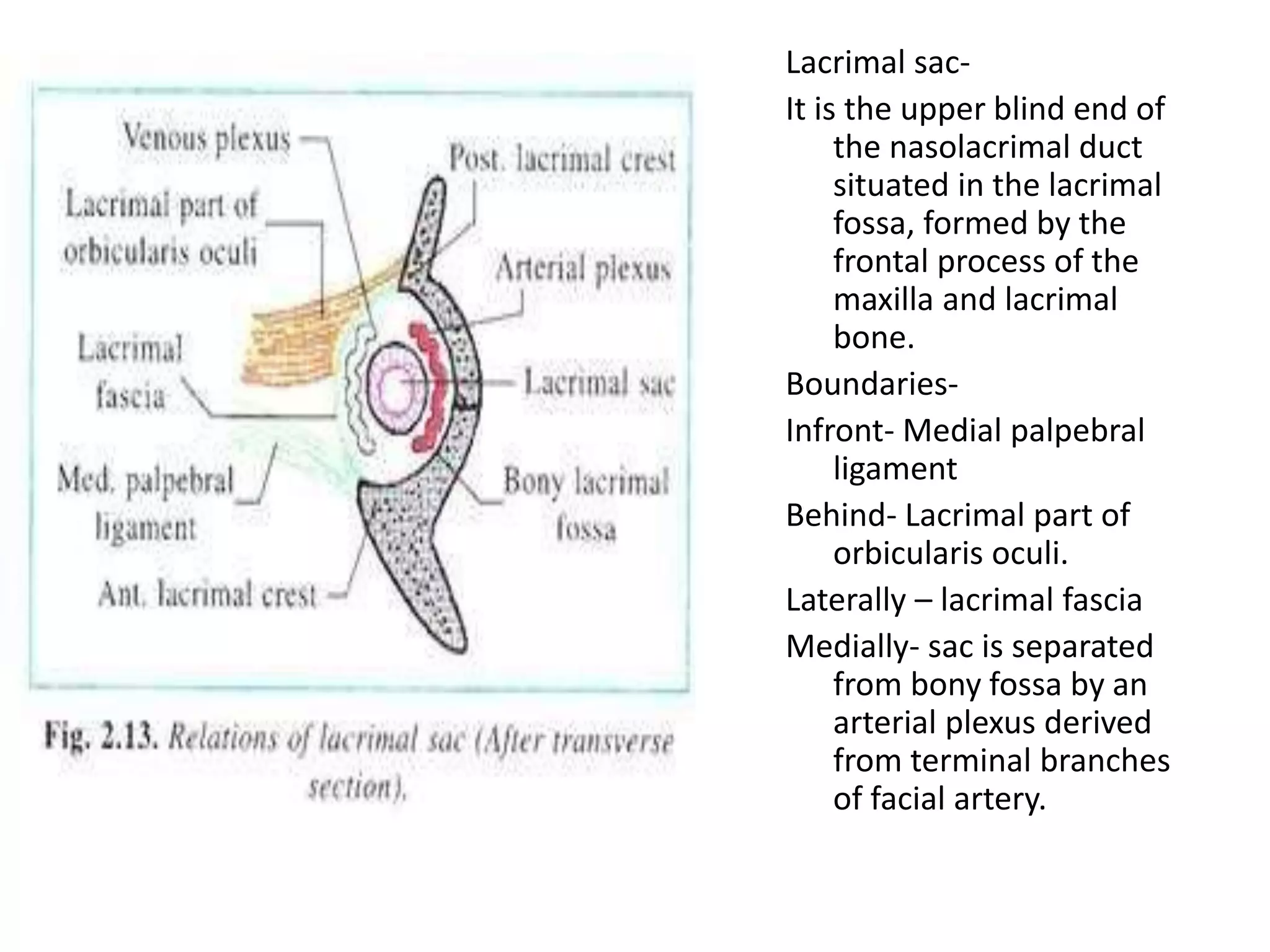 Lacrimal apparatus | PDF