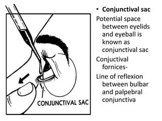 Lacrimal apparatus | PDF