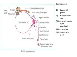 Lacrimal apparatus | PDF