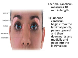 Lacrimal apparatus | PDF
