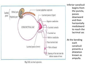 Lacrimal apparatus | PDF