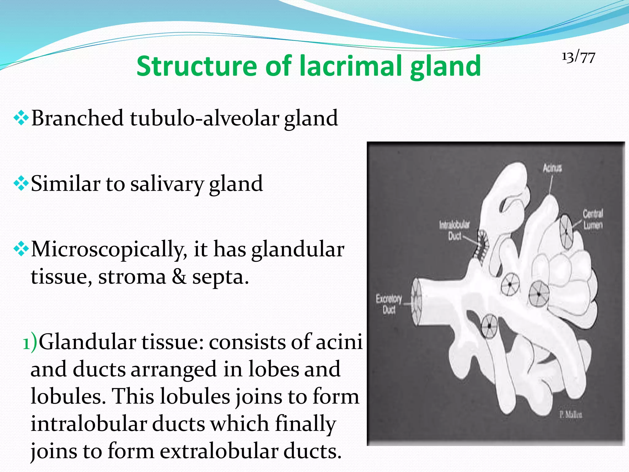 Lacrimal Apparatus: Different structure, Tear Film and Lacrimal Pump | PPTX