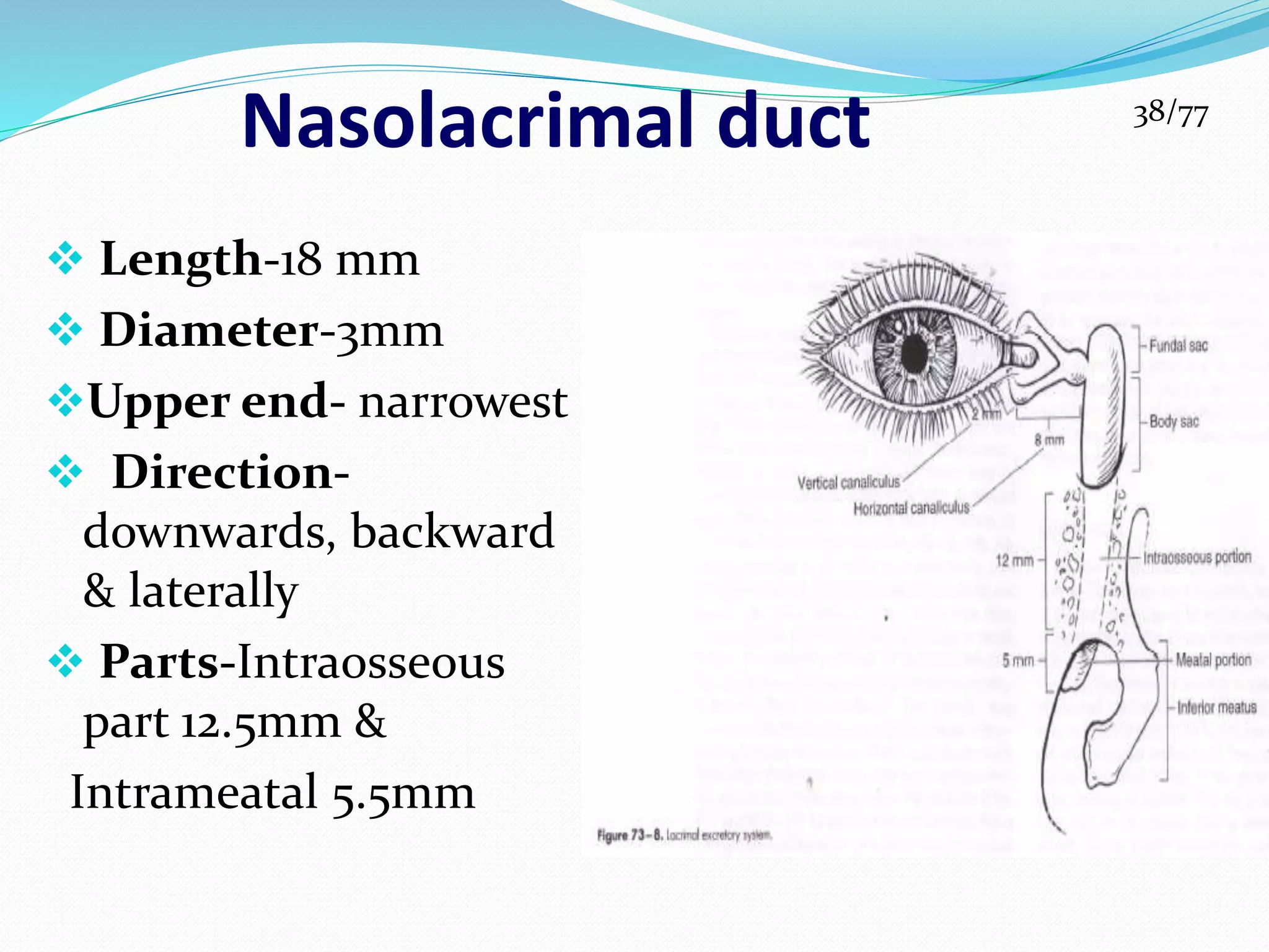 Lacrimal Apparatus: Different structure, Tear Film and Lacrimal Pump | PPTX