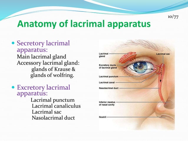 Lacrimal Apparatus: Different structure, Tear Film and Lacrimal Pump ...