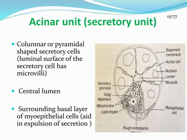 Lacrimal Apparatus: Different structure, Tear Film and Lacrimal Pump ...
