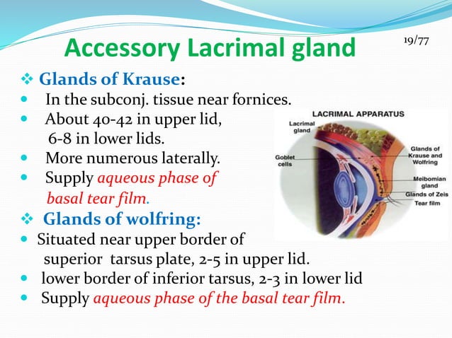 Lacrimal Apparatus: Different structure, Tear Film and Lacrimal Pump ...