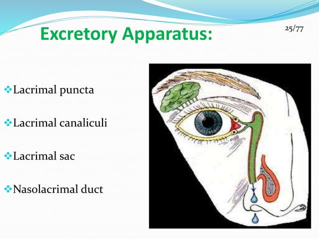 Lacrimal Apparatus: Different structure, Tear Film and Lacrimal Pump ...