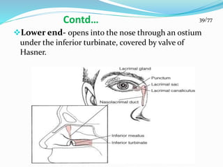 Lacrimal Apparatus: Different structure, Tear Film and Lacrimal Pump | PPTX