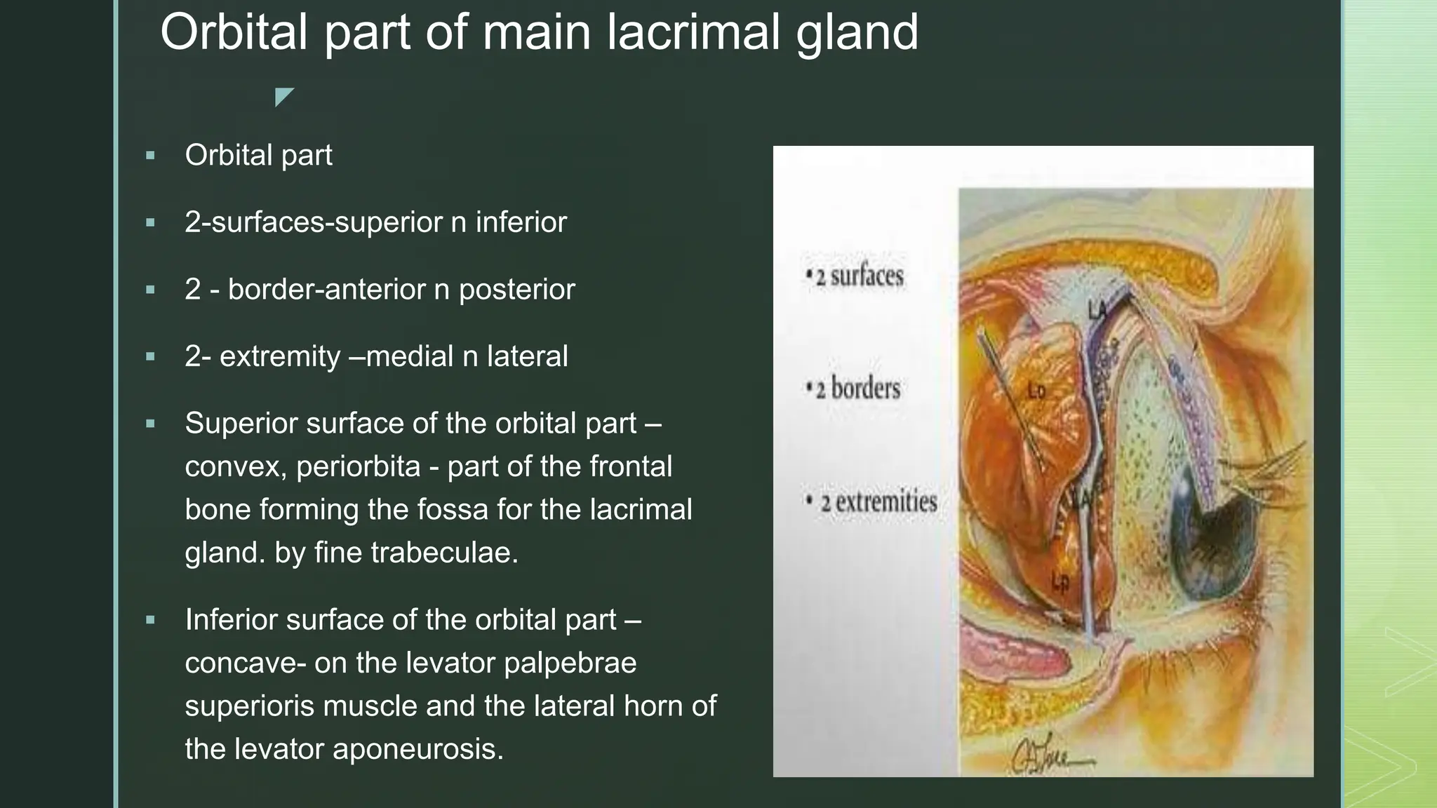 lacrimal app.pptx