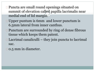 Lacrimal apparatus anatomy by Dr sravani | PPTX