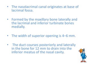 Lacrimal apparatus | PPTX