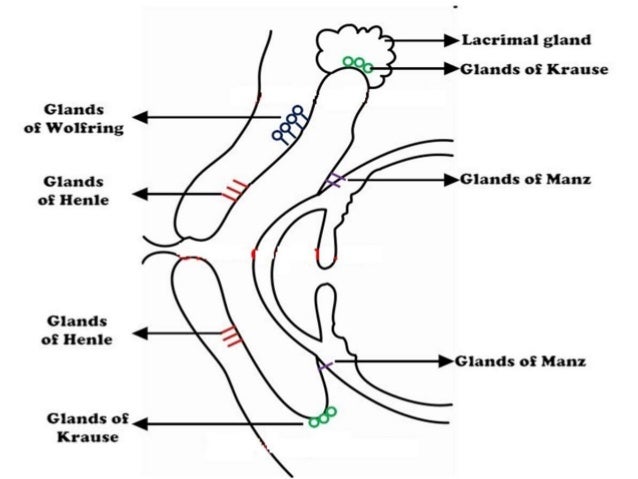 Lacrimal apparatus