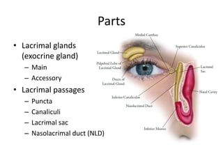 Lacrimal apparatus | PPTX