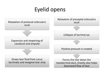 Lacrimal apparatus | PPTX