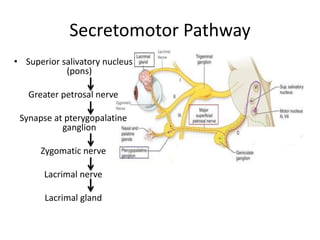 Lacrimal apparatus | PPTX