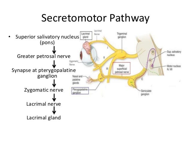 Lacrimal apparatus