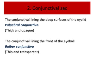 LACRIMAL APPARATUS.pptx