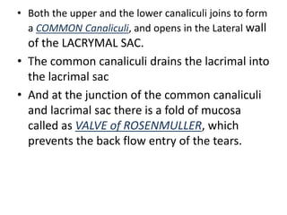 LACRIMAL APPARATUS.pptx