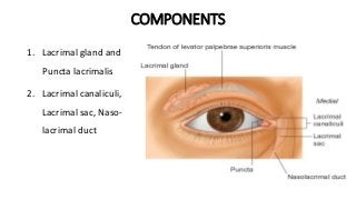 Lacrimal apparatus.pptx