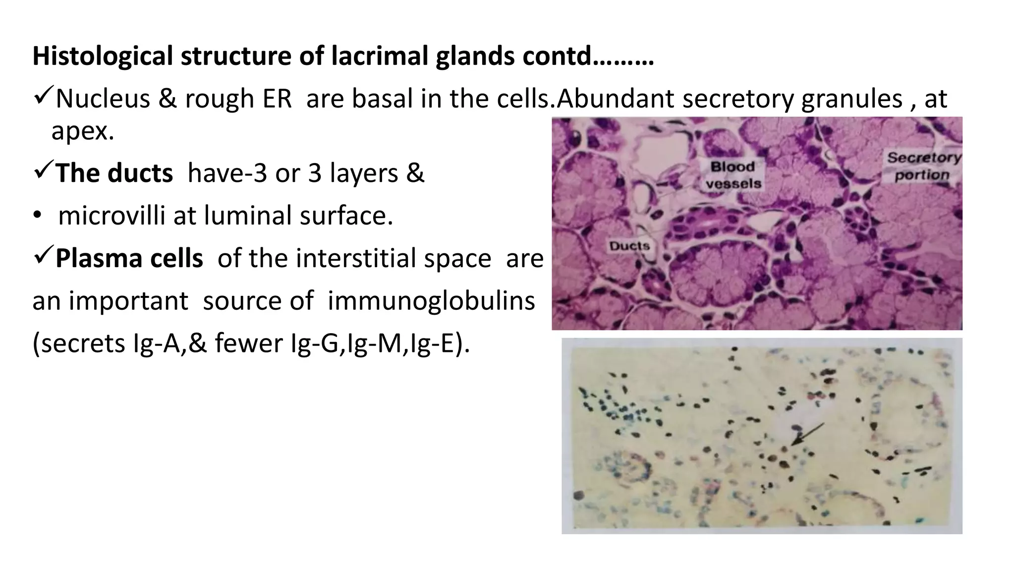 LACRIMAL APPARATUS.pptx