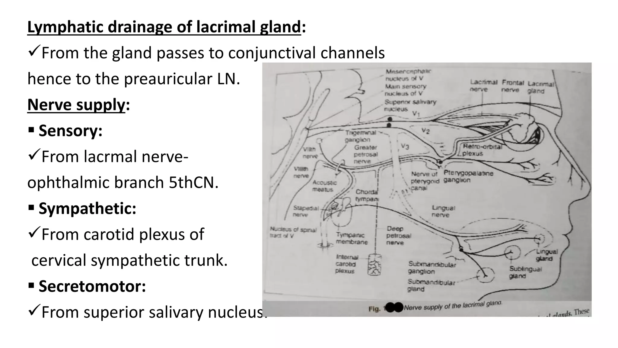 LACRIMAL APPARATUS.pptx | Eye and Vision Conditions | Diseases and ...