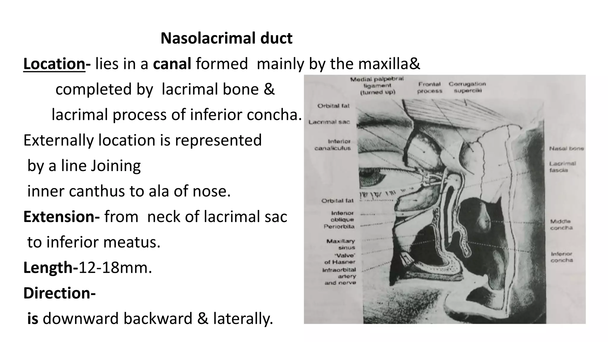 LACRIMAL APPARATUS.pptx