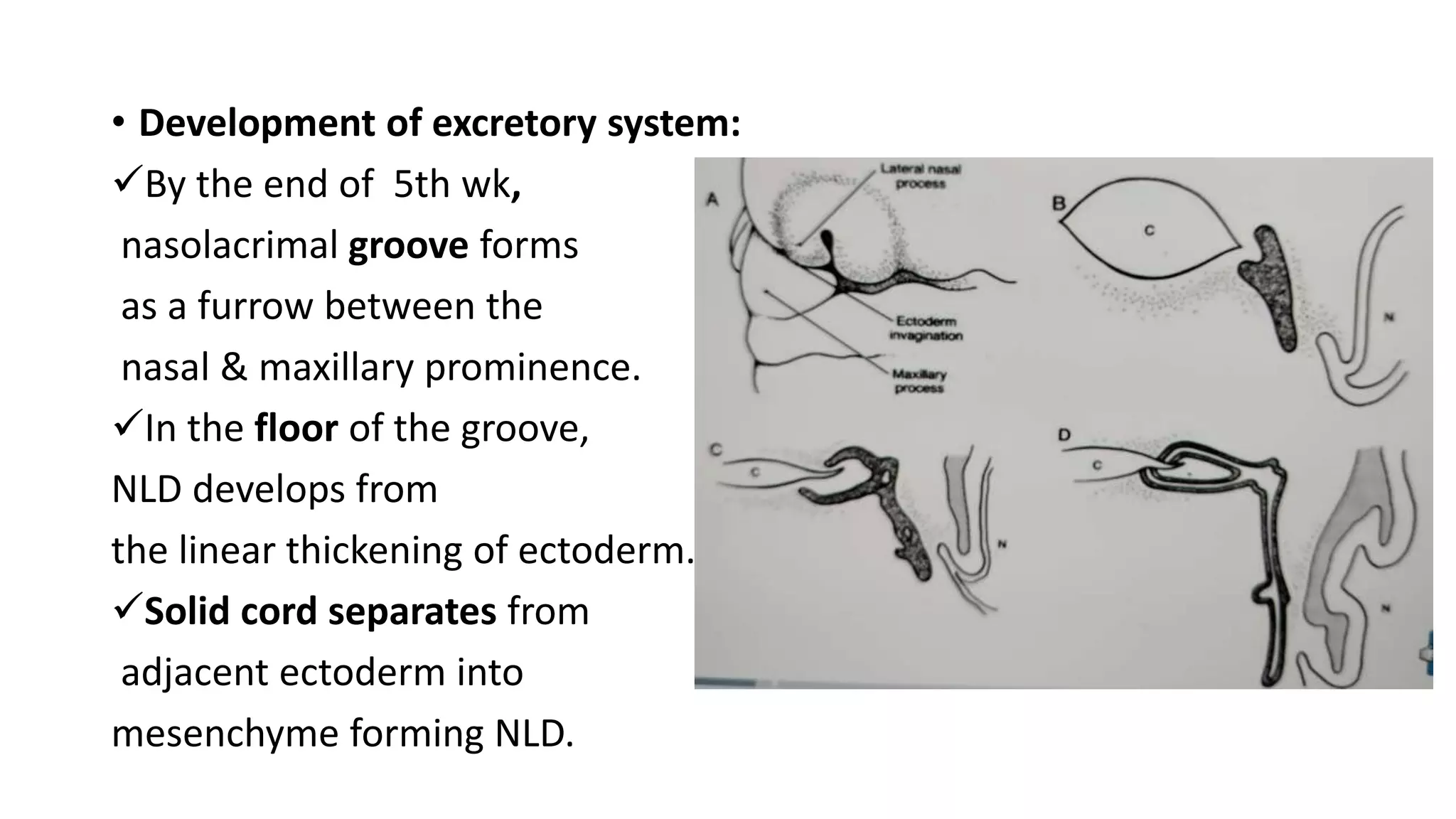 LACRIMAL APPARATUS.pptx