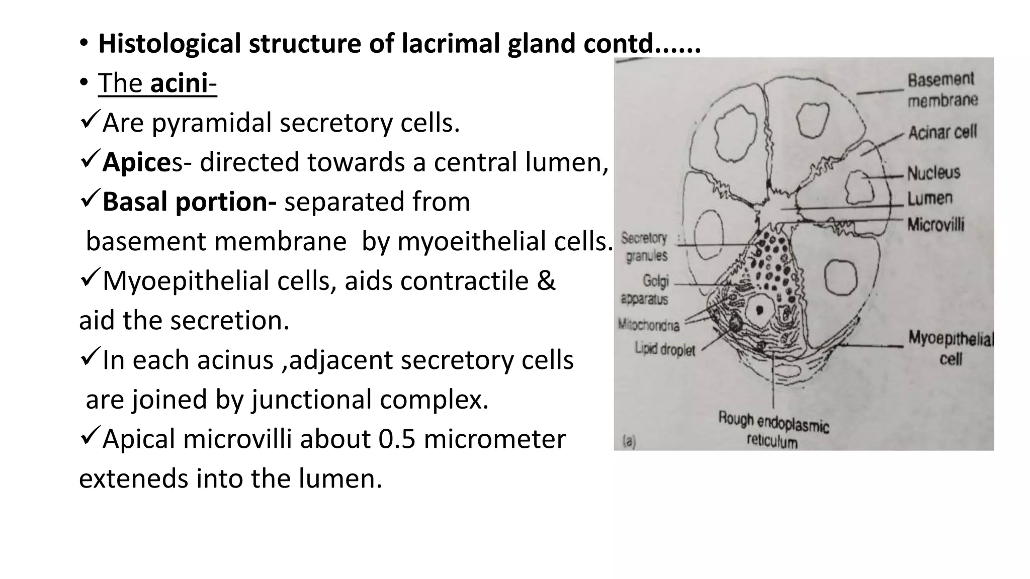 LACRIMAL APPARATUS.pptx