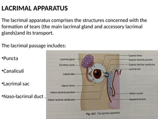 LACRIMAL APPARATUS.pptx LACRIMAL APPARATUS.pptx