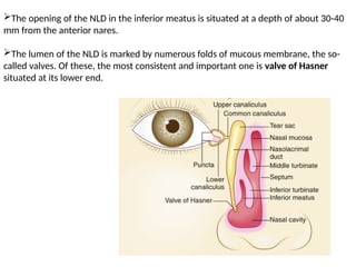 LACRIMAL APPARATUS.pptx LACRIMAL APPARATUS.pptx