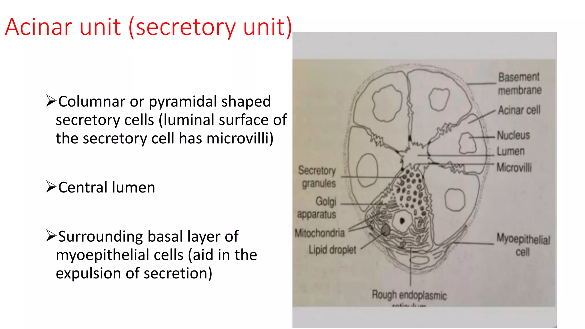 LACRIMAL APPARATUS- ANATOMY & PHYSIOLOGY | PPTX