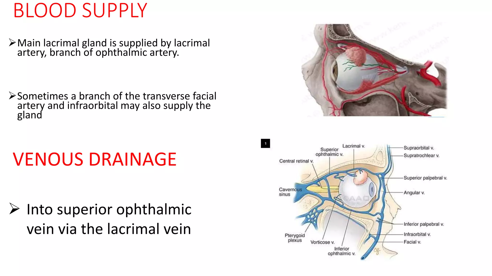 LACRIMAL APPARATUS- ANATOMY & PHYSIOLOGY | PPTX