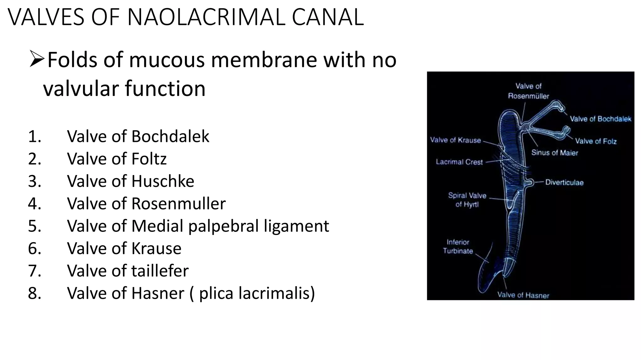 LACRIMAL APPARATUS- ANATOMY & PHYSIOLOGY | PPTX