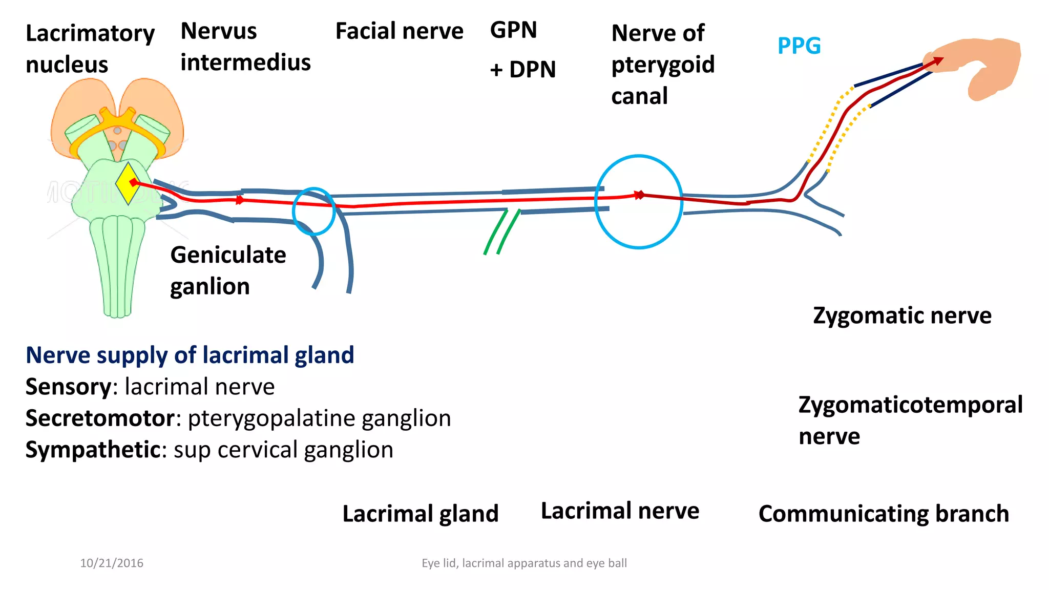 Lacrimal apparatus, eye lid and external features of eye ball. | PDF