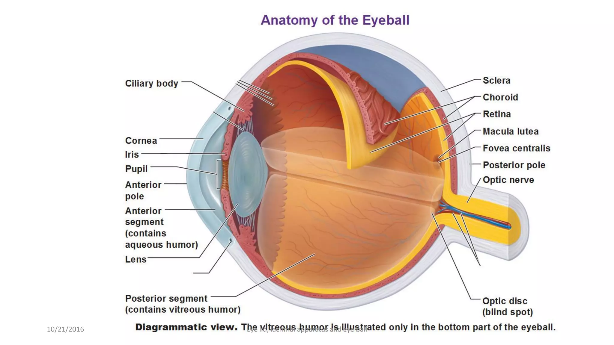 Lacrimal apparatus, eye lid and external features of eye ball. | PDF ...