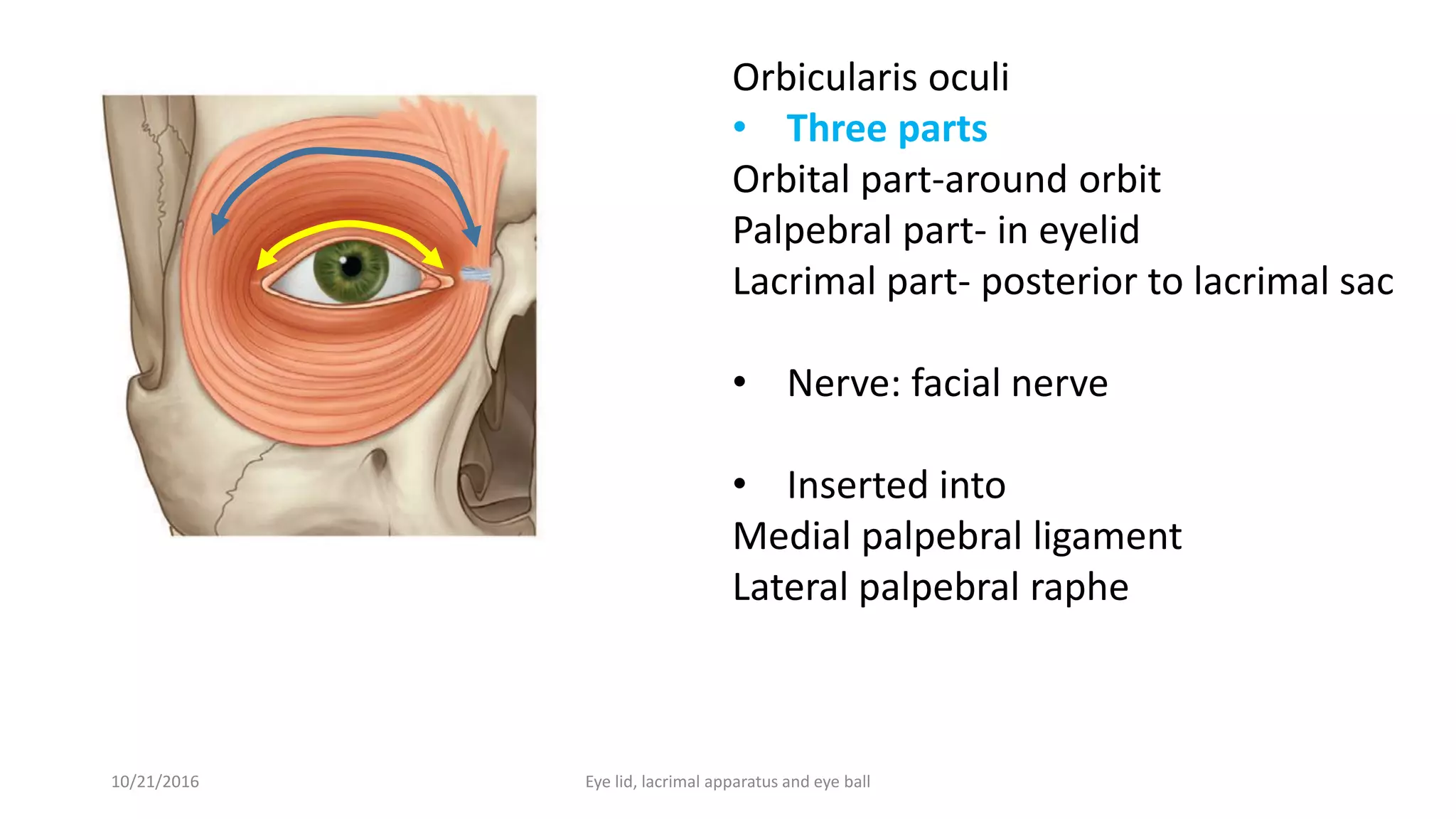 Lacrimal apparatus, eye lid and external features of eye ball. | PDF
