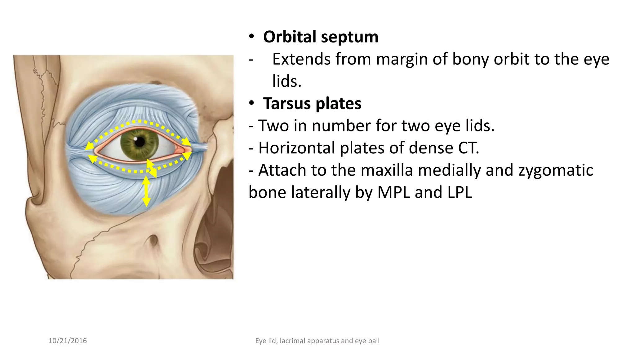 Lacrimal apparatus, eye lid and external features of eye ball. | PDF