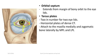 Lacrimal apparatus, eye lid and external features of eye ball. | PDF