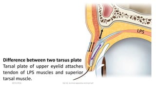 Lacrimal apparatus, eye lid and external features of eye ball. | PDF