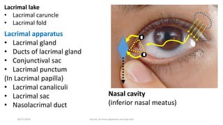 Lacrimal Papilla