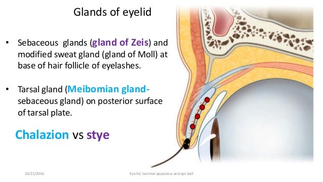Lacrimal apparatus, eye lid and external features of eye ball.